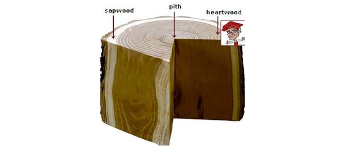 How To Avoid Dry Collapse Of Wood? - swwooddryer
