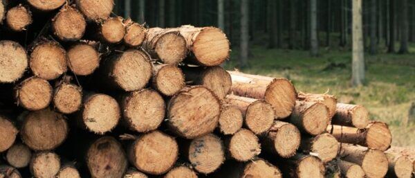 Green Wood Vs Dry Wood: Everything You Need to Know